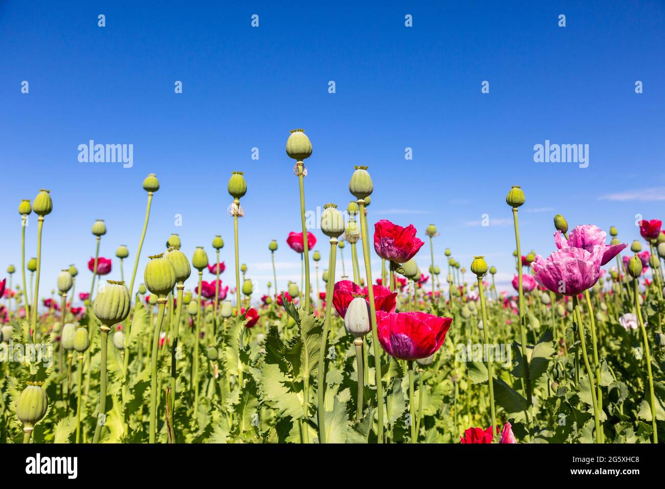 Large poppies growing in summer, UK 2021 Stock Photo - Alamy