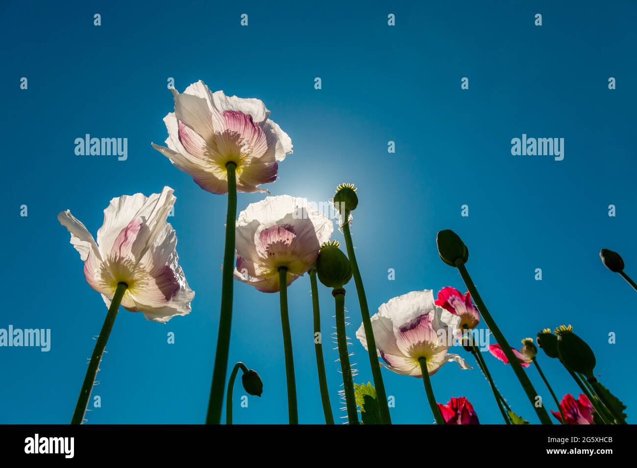 Large flower heads hi-res stock photography and images - Alamy