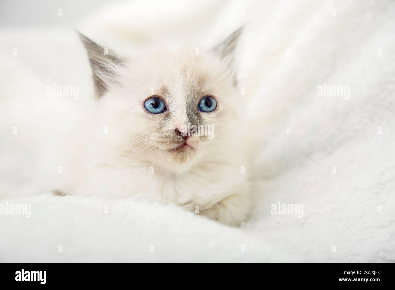 White kitten with blue eyes gray ears. Portrait of beautiful fluffy ...