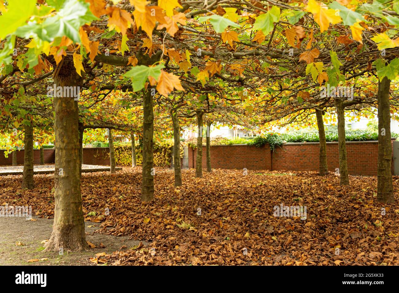 Leaves of the plane tree in the autumn light Stock Photo - Alamy
