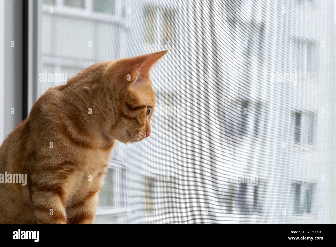 Adorable ginger cat paws glass hi-res stock photography and images - Alamy
