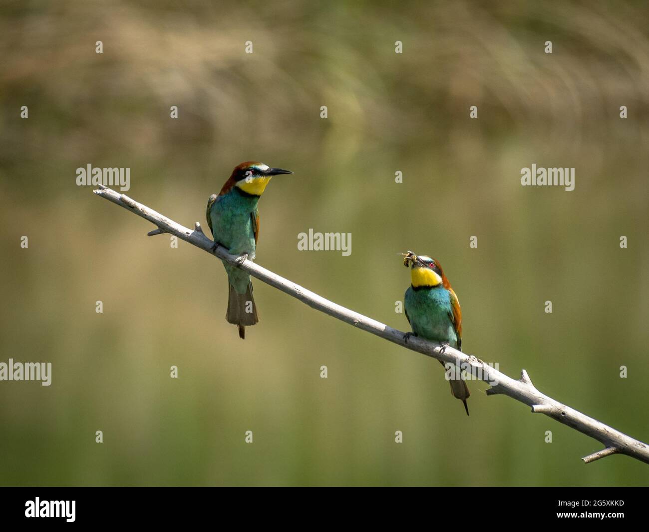 Bee eater couple hi-res stock photography and images - Alamy