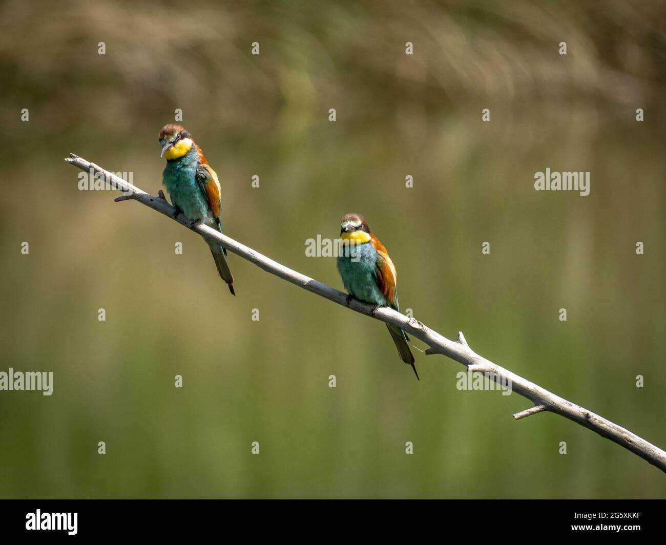 European bee eaters sitting on hi-res stock photography and images - Alamy