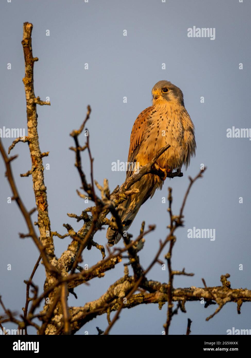 Common kestrel eurasian hi-res stock photography and images - Alamy