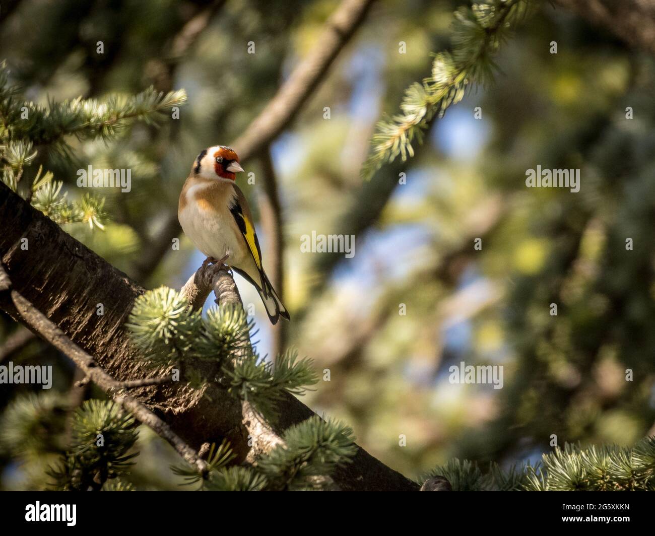 Distelfink High Resolution Stock Photography and Images - Alamy