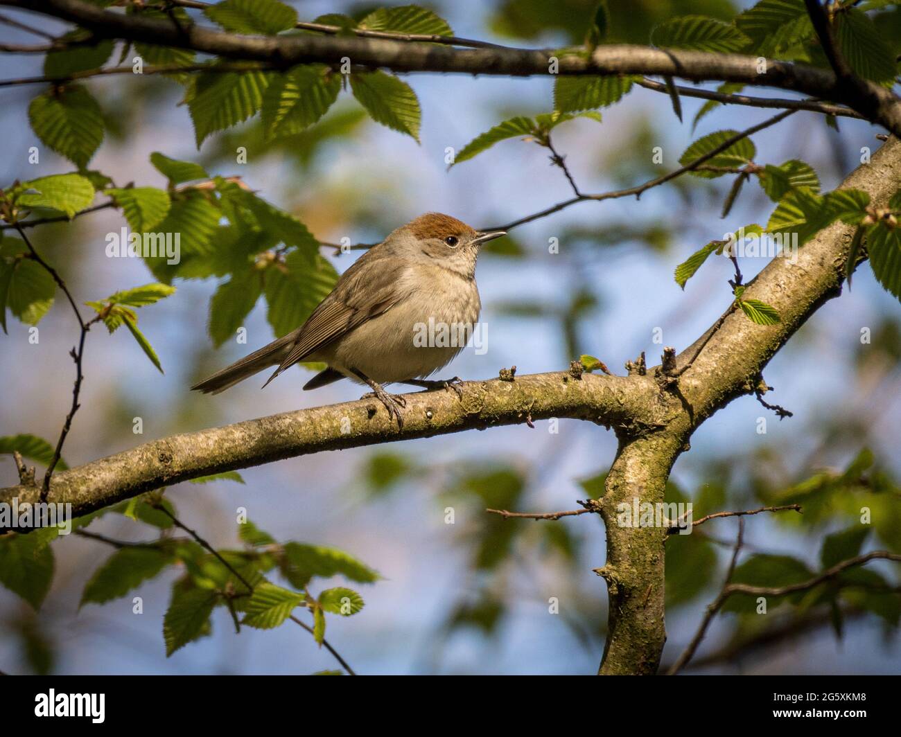 Female blackcap tree hi-res stock photography and images - Alamy