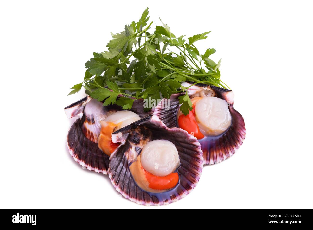 raw natural scallops of galician origin typical of gastronomy Stock ...