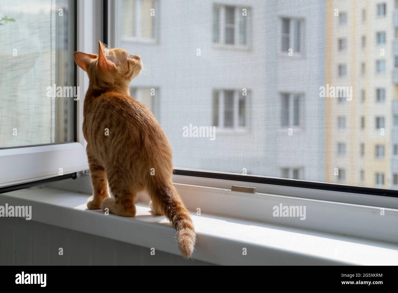A small cute ginger tabby kitten sits on the window sill with a ...