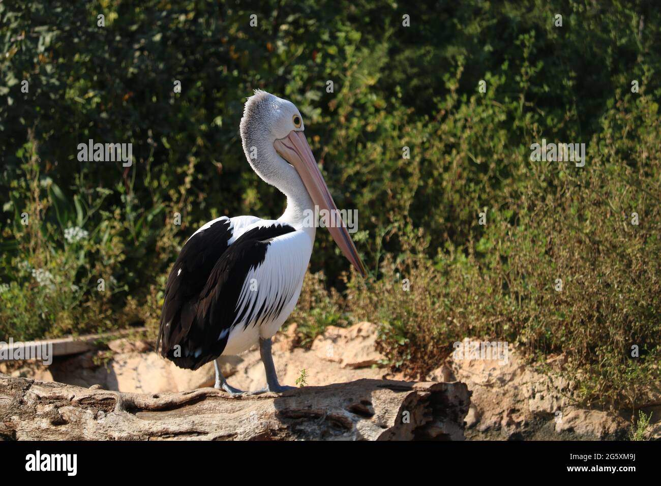 Pelicans in paphos hi-res stock photography and images - Alamy