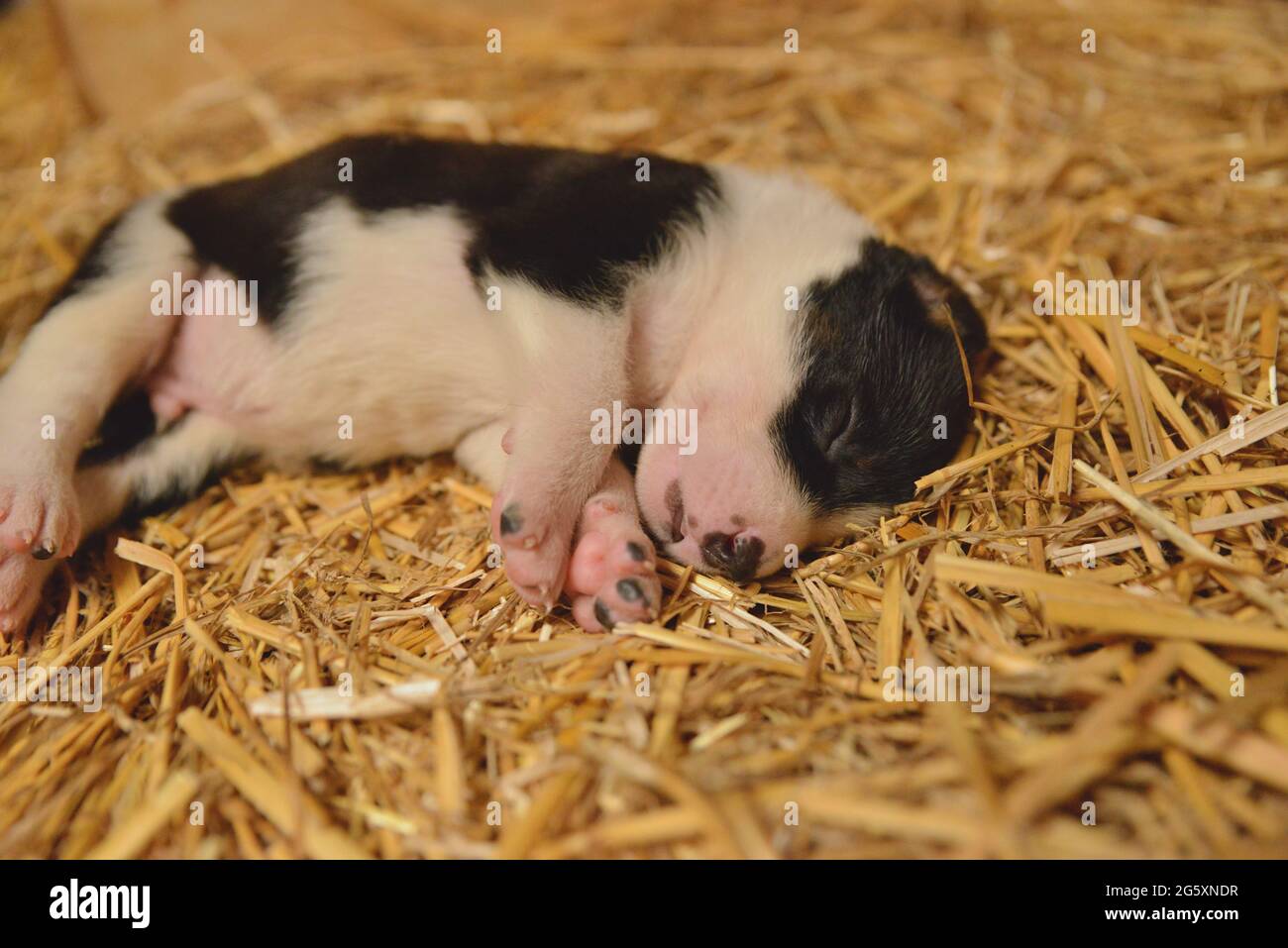 2 week old puppies cuddle in the straw and in the meadow and discover ...