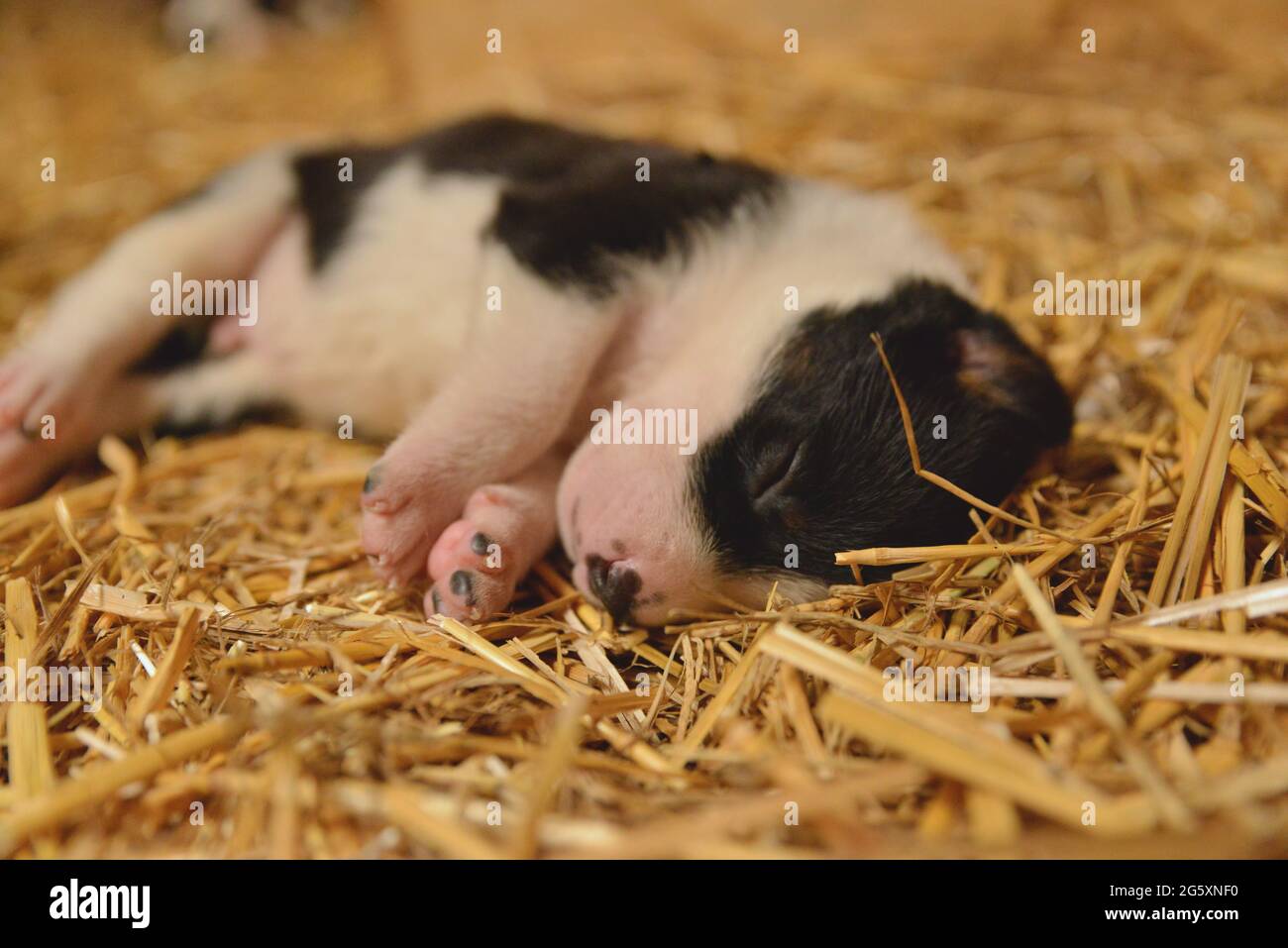 2 week old puppies cuddle in the straw and in the meadow and discover ...