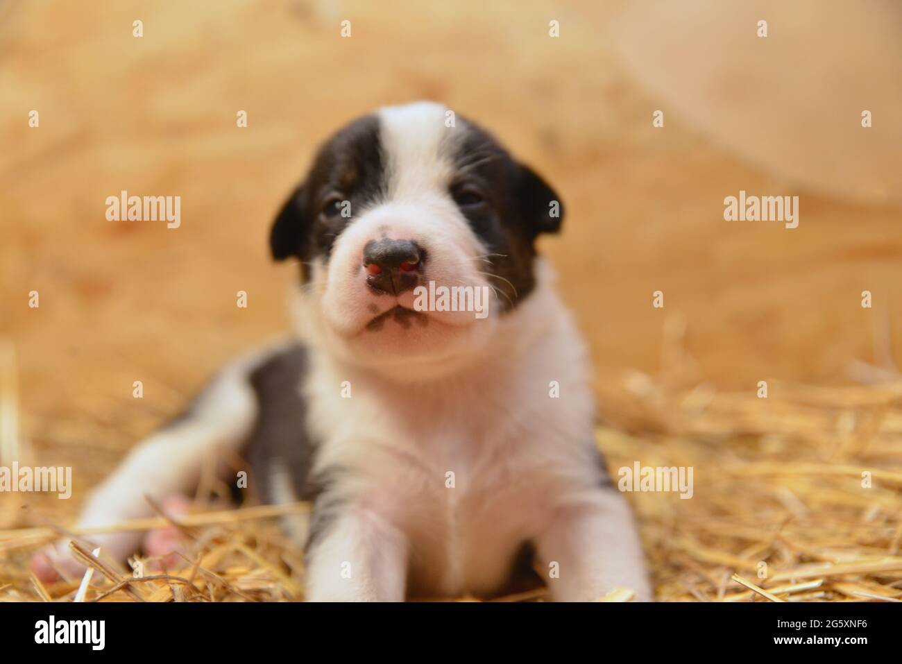 2 week old puppies cuddle in the straw and in the meadow and discover ...