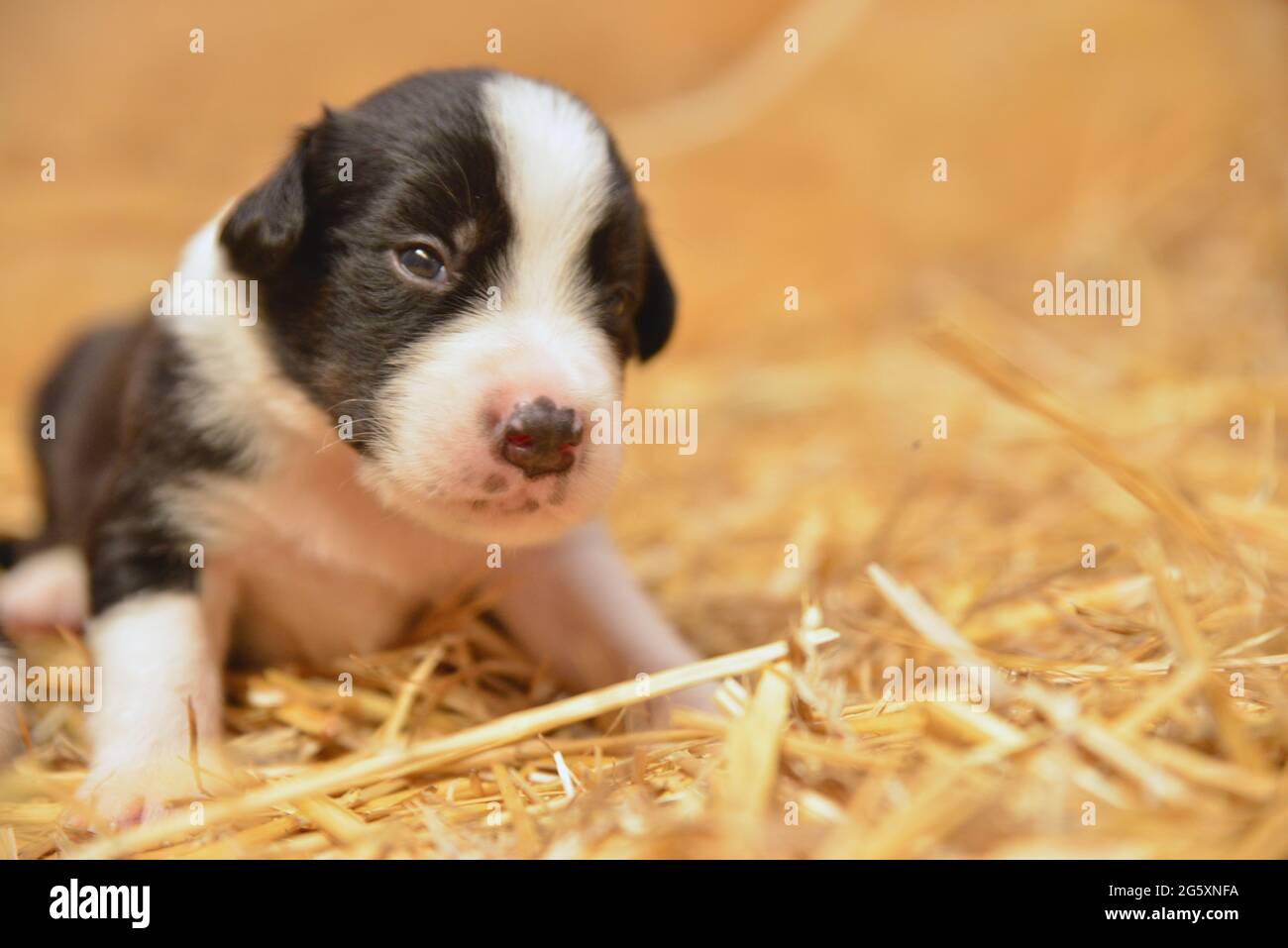 2 week old puppies cuddle in the straw and in the meadow and discover ...