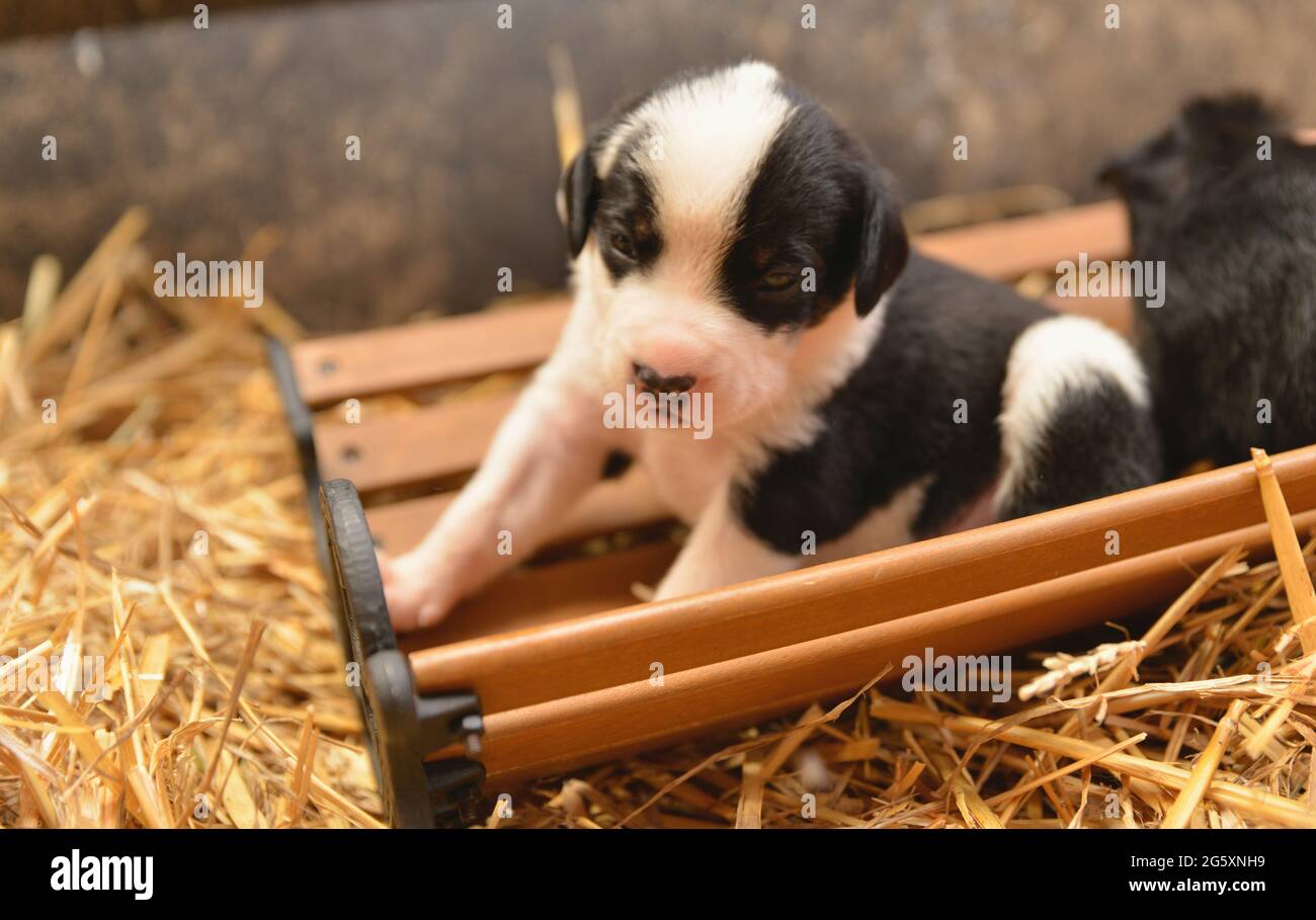 2 week old puppies cuddle in the straw and in the meadow and discover ...