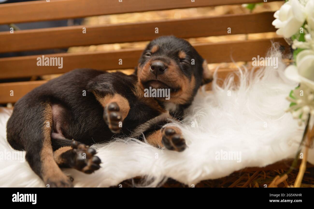 2 week old puppies cuddle in the straw and in the meadow and discover ...