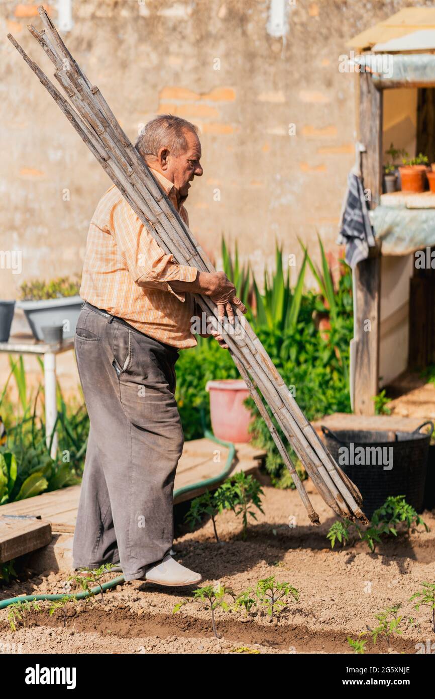 older man carrying materials to build a vegetable garden. Selective ...