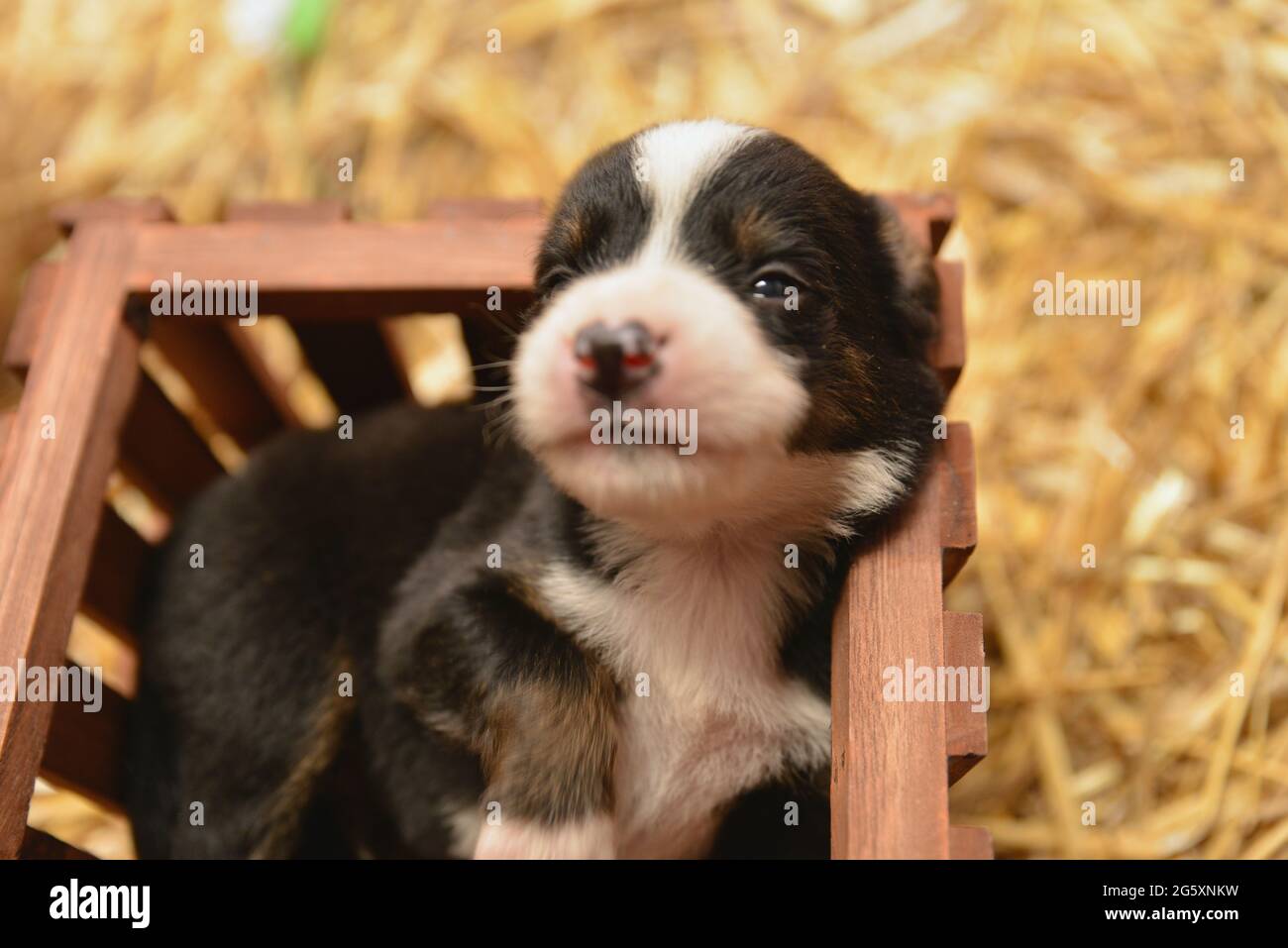 2 week old puppies cuddle in the straw and in the meadow and discover ...
