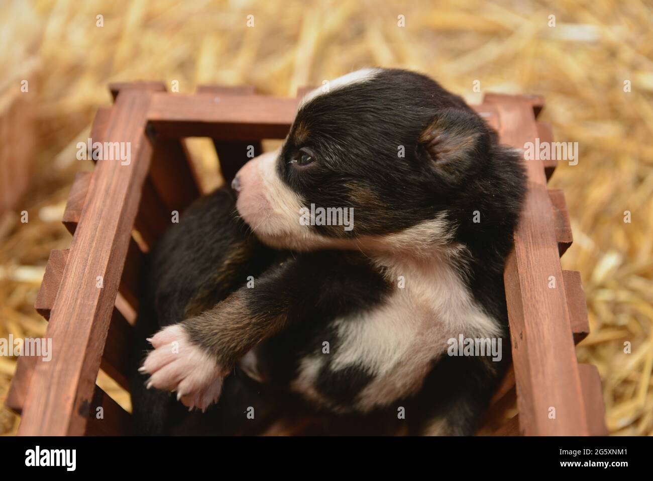 2 week old puppies cuddle in the straw and in the meadow and discover ...