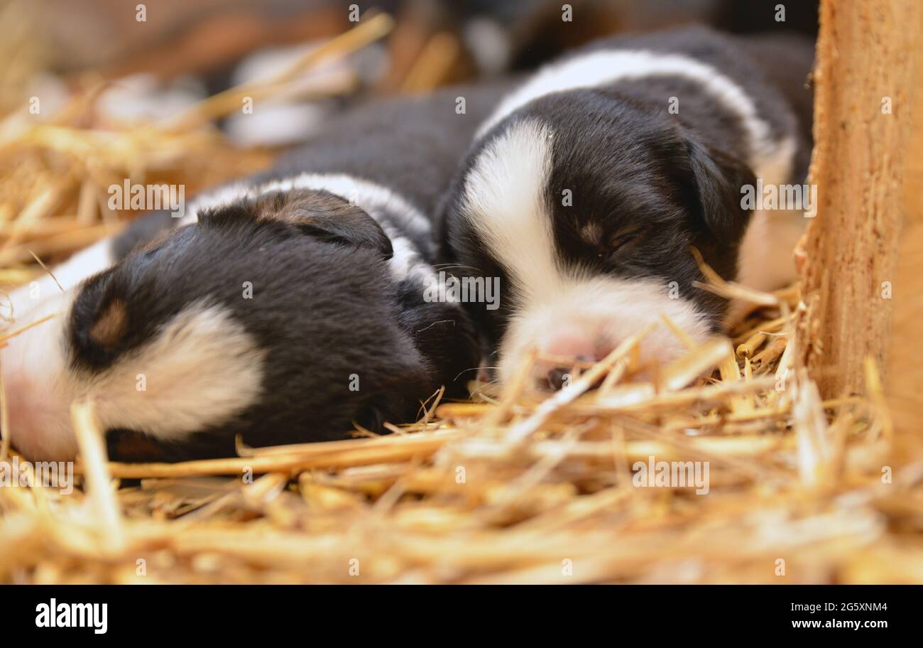 2 week old puppies cuddle in the straw and in the meadow and discover ...
