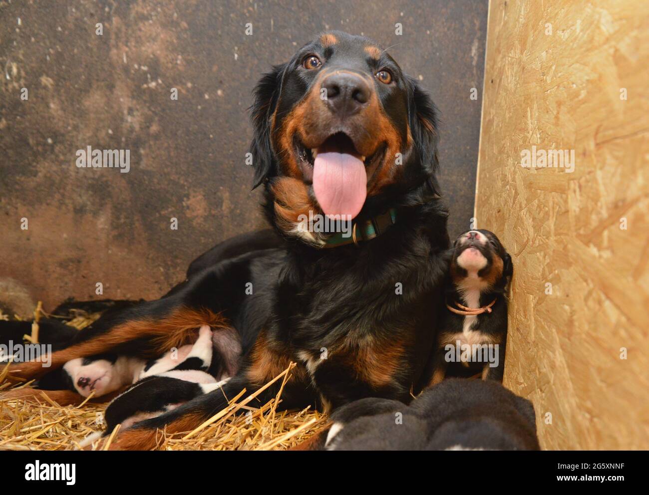2 week old puppies cuddle in the straw and in the meadow and discover ...