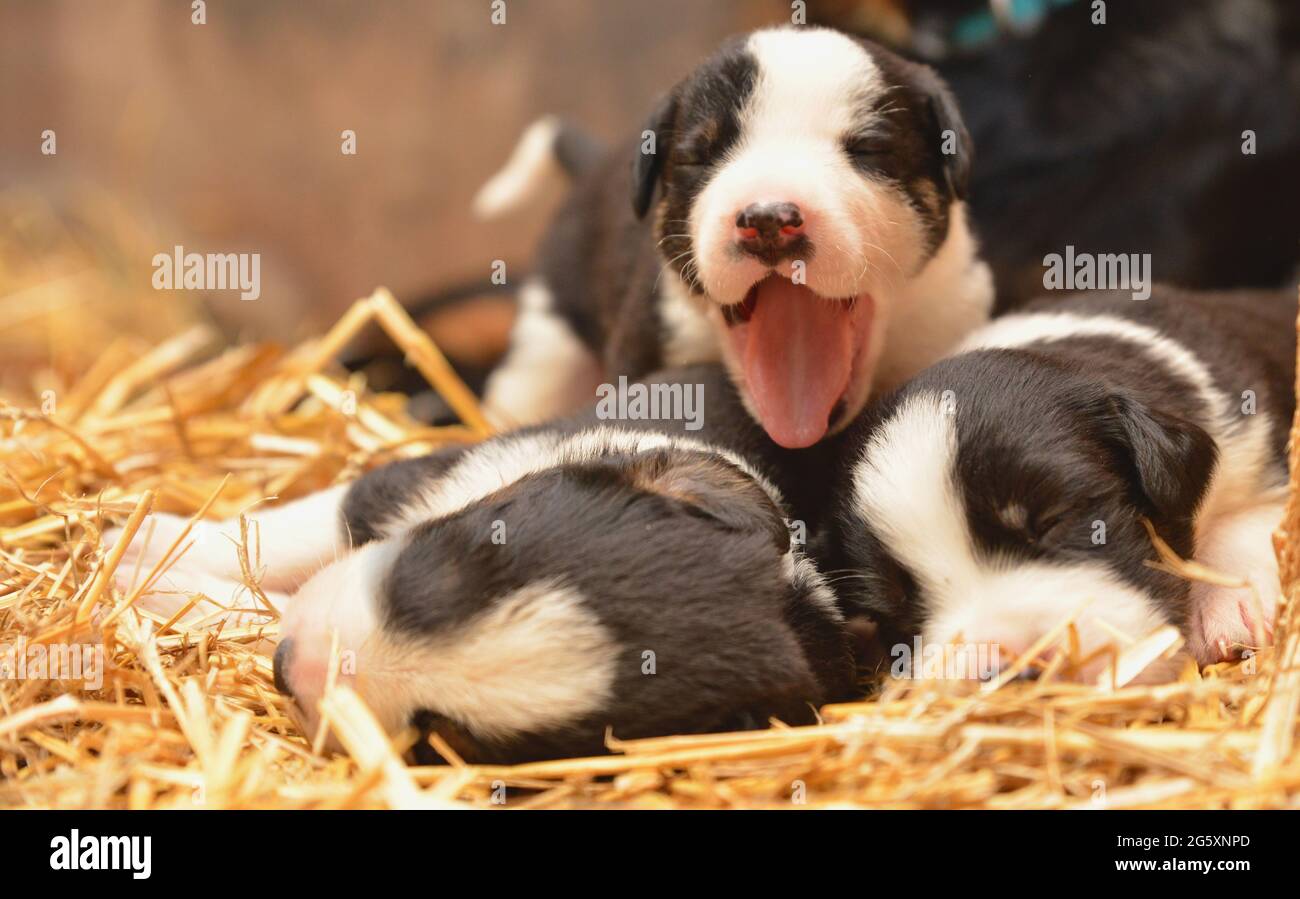 2 week old puppies cuddle in the straw and in the meadow and discover ...