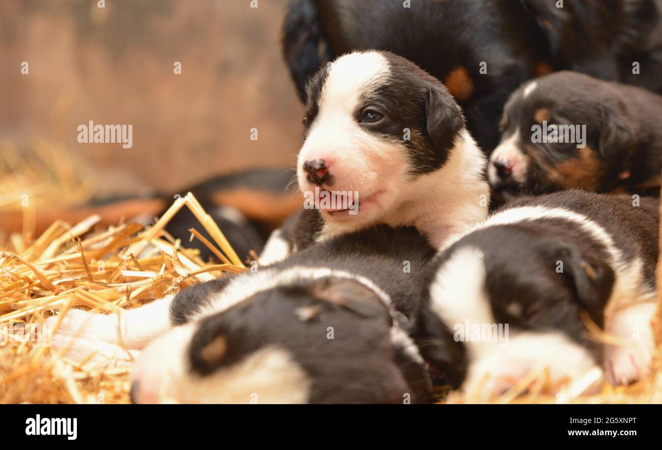2 week old puppies cuddle in the straw and in the meadow and discover ...