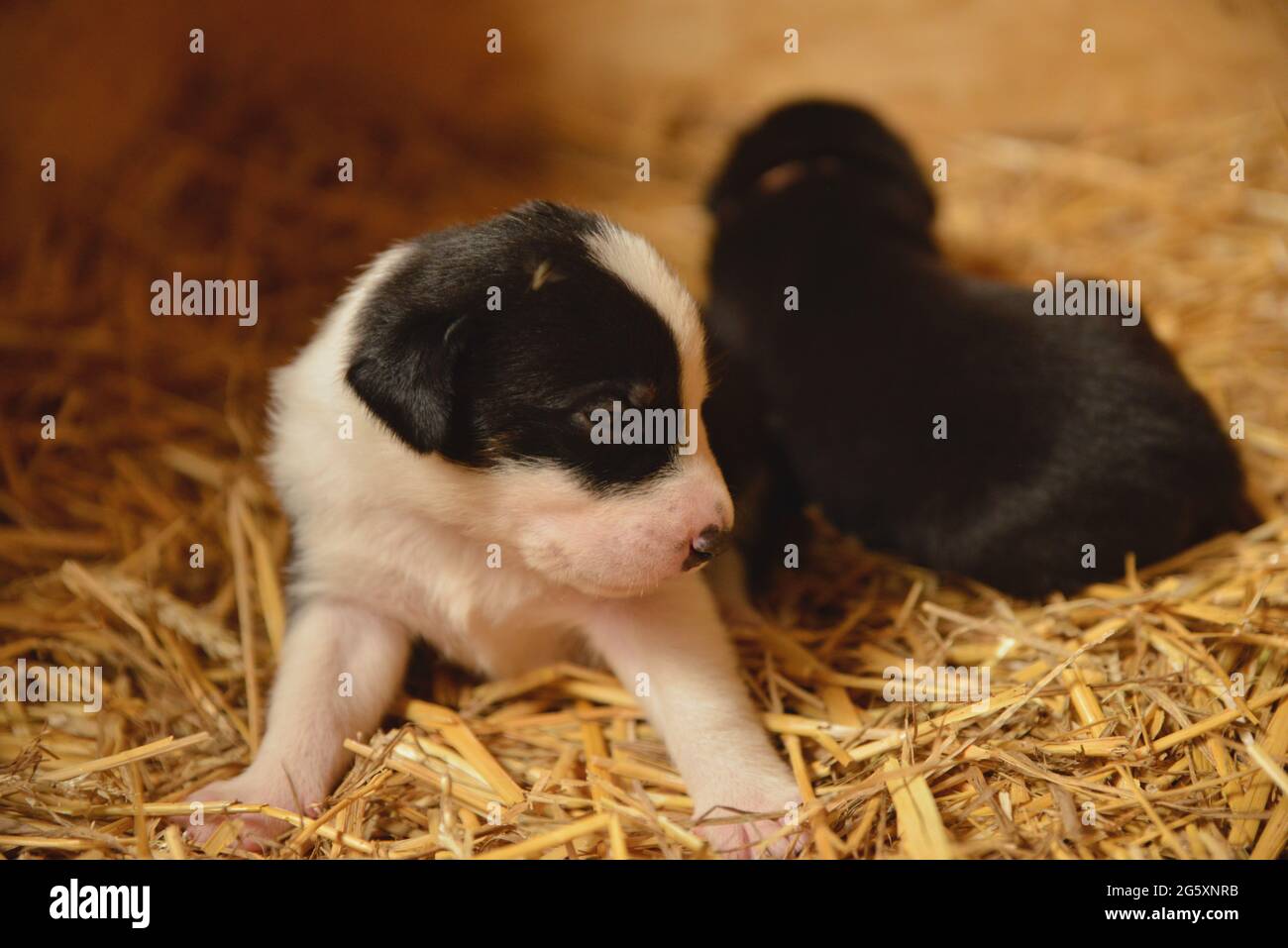 2 week old puppies cuddle in the straw and in the meadow and discover ...