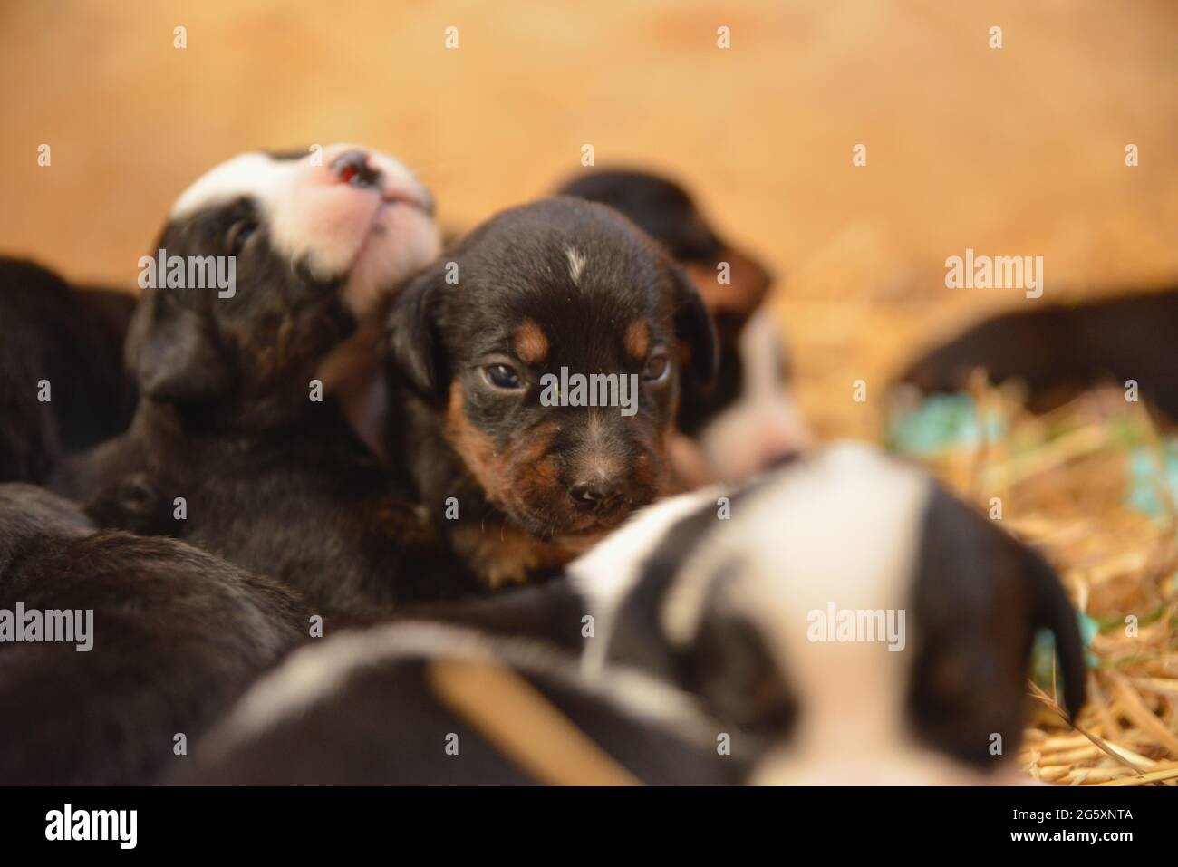 2 week old puppies cuddle in the straw and in the meadow and discover ...