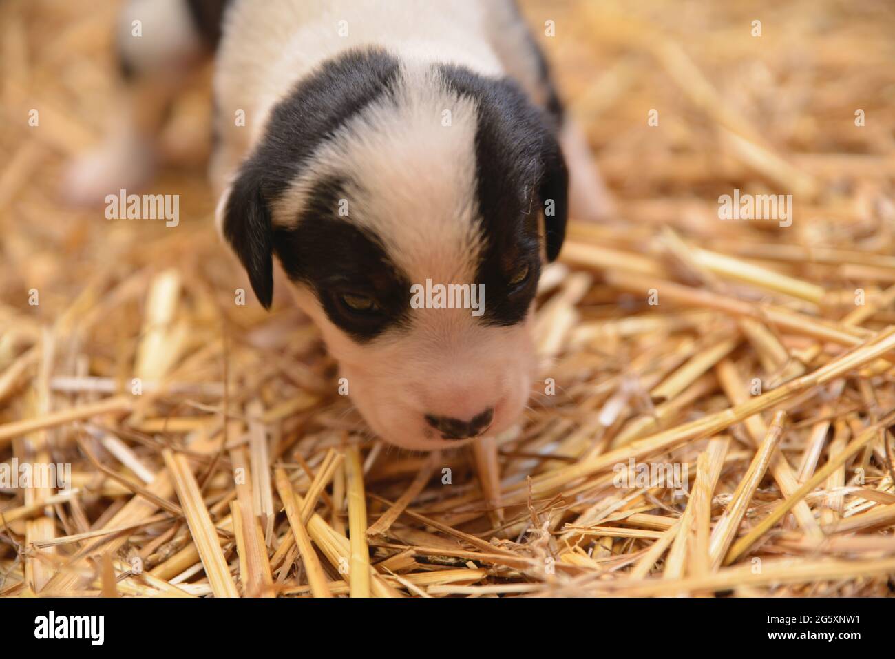 2 week old puppies cuddle in the straw and in the meadow and discover ...