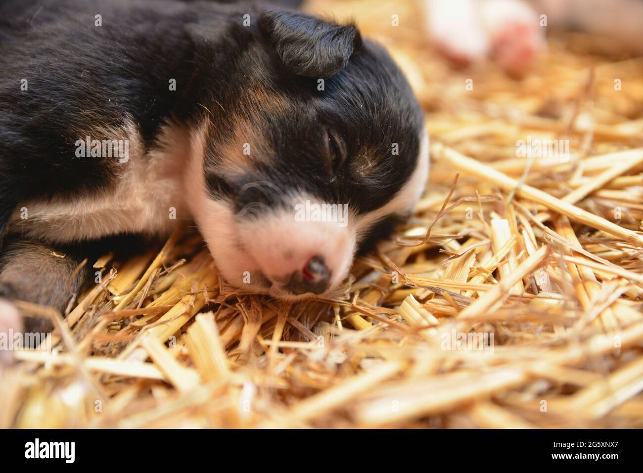 2 week old puppies cuddle in the straw and in the meadow and discover ...