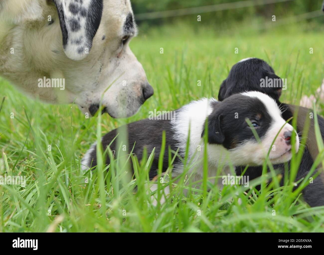 2 week old puppies cuddle in the straw and in the meadow and discover ...