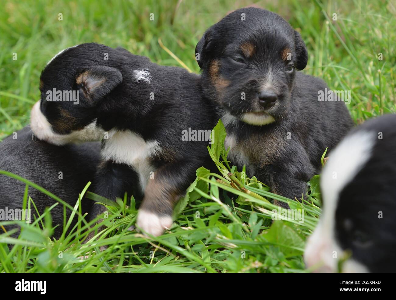 2 week old puppies cuddle in the straw and in the meadow and discover ...