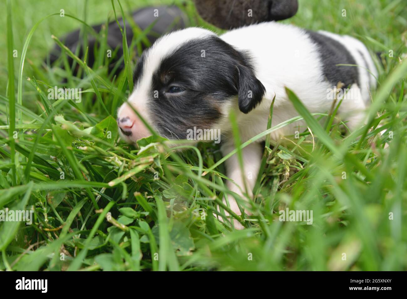 2 week old puppies cuddle in the straw and in the meadow and discover ...