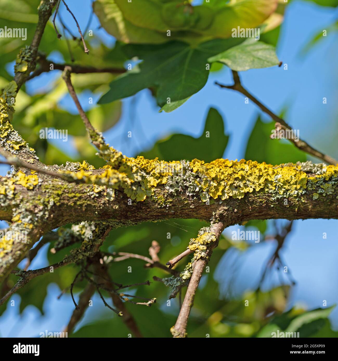 Lichen on a deciduous tree Stock Photo - Alamy