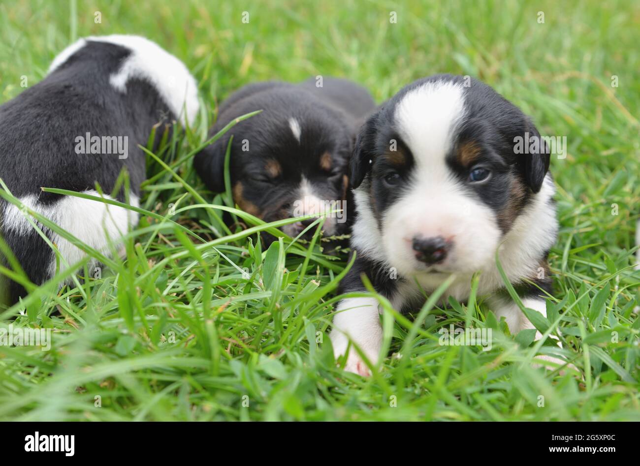 2 week old puppies cuddle in the straw and in the meadow and discover ...