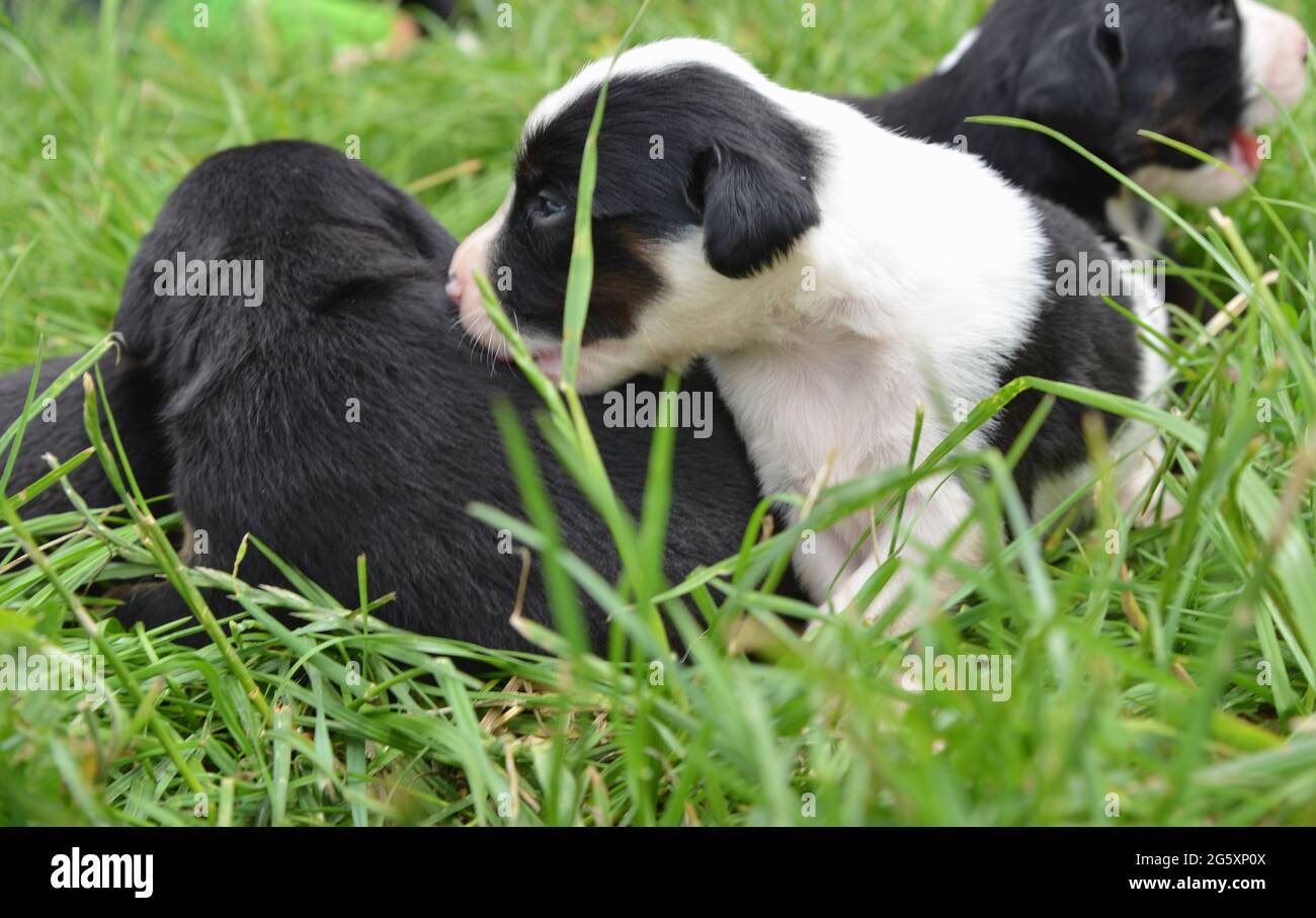 2 week old puppies cuddle in the straw and in the meadow and discover ...