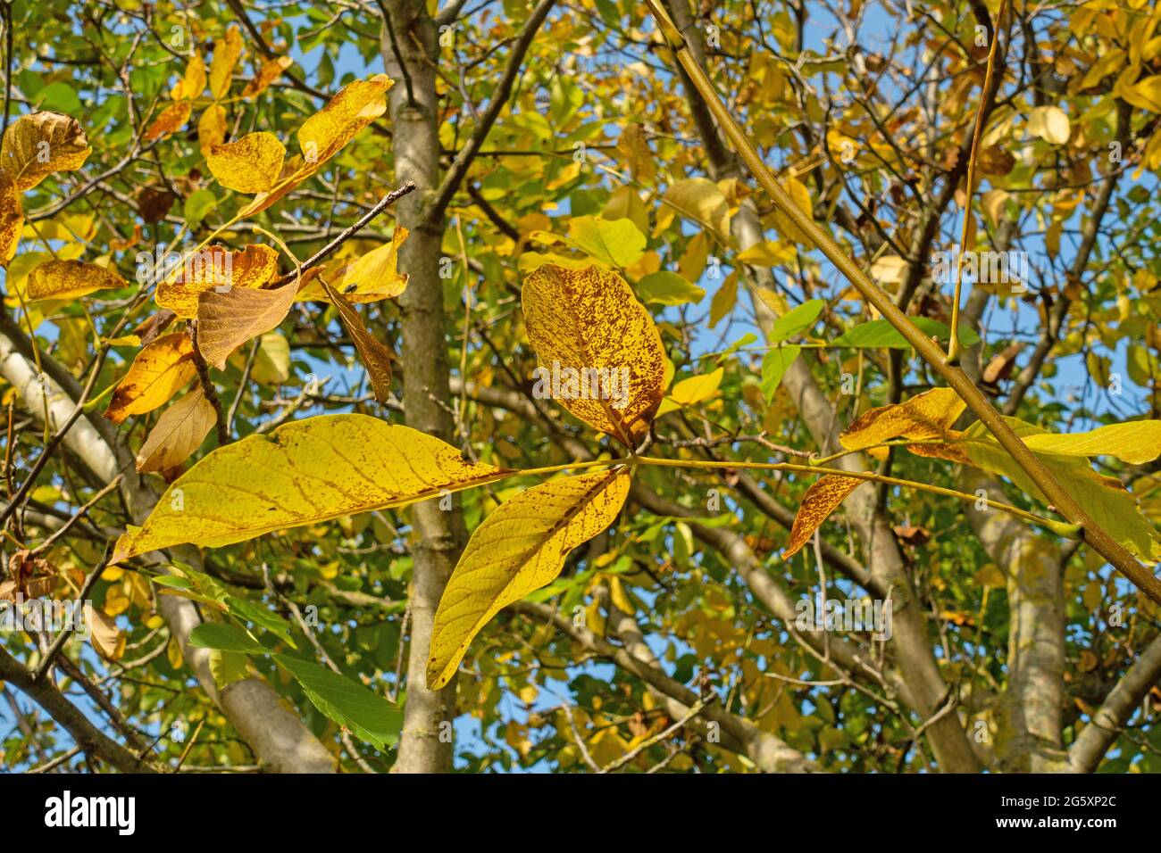 Walnut tree, Juglans regia, in autumn Stock Photo - Alamy