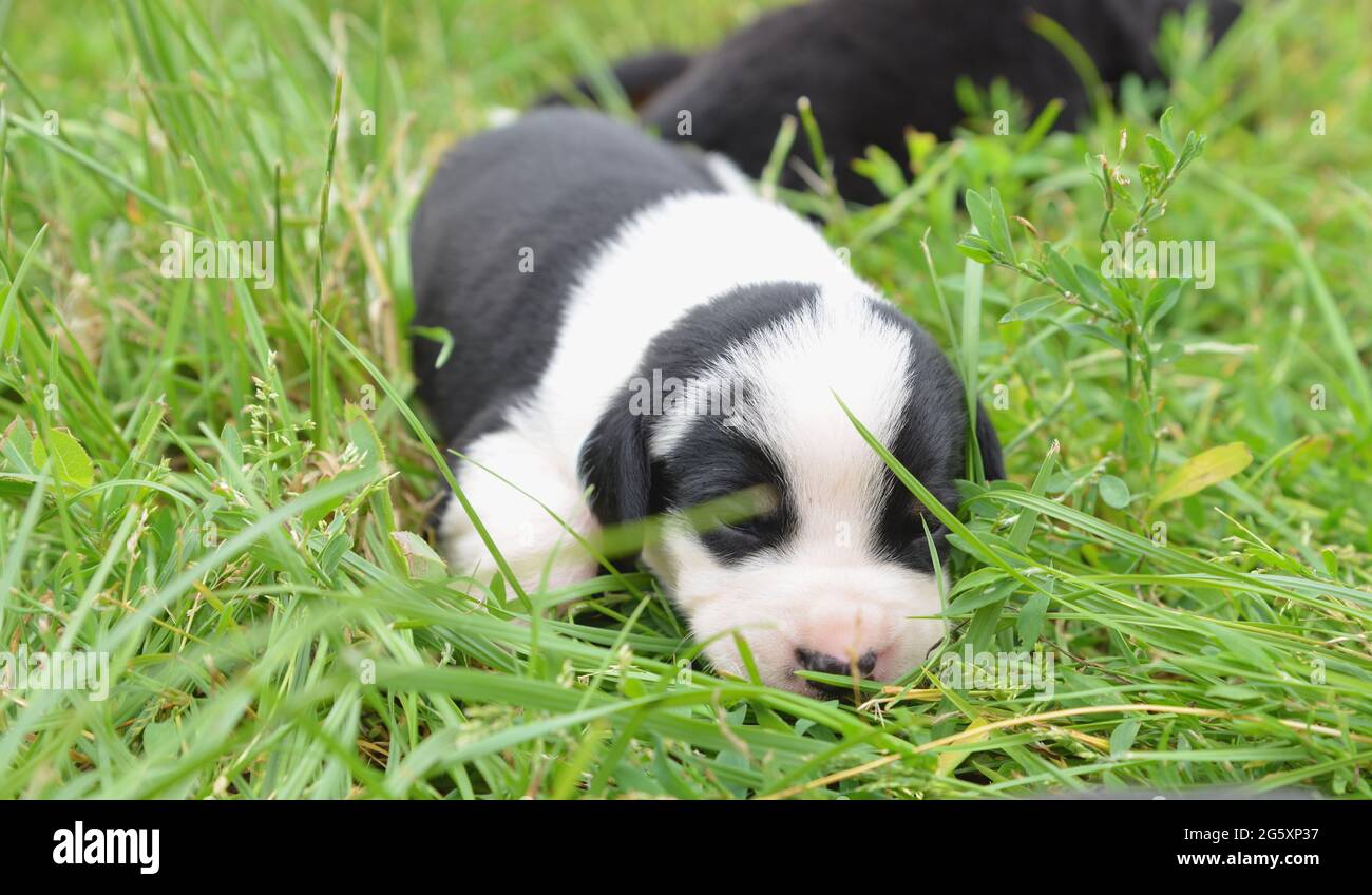 2 week old puppies cuddle in the straw and in the meadow and discover ...