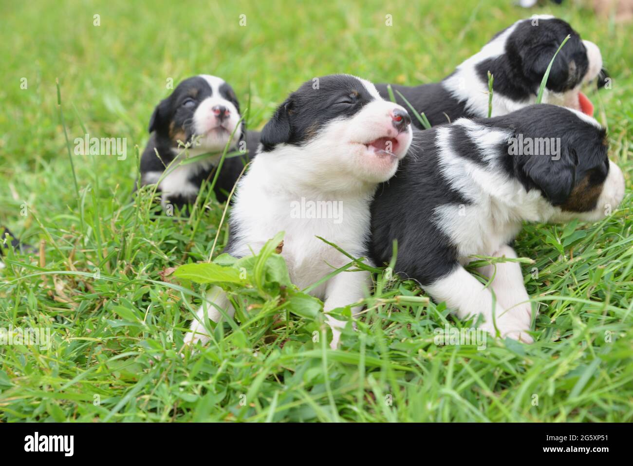 2 week old puppies cuddle in the straw and in the meadow and discover ...