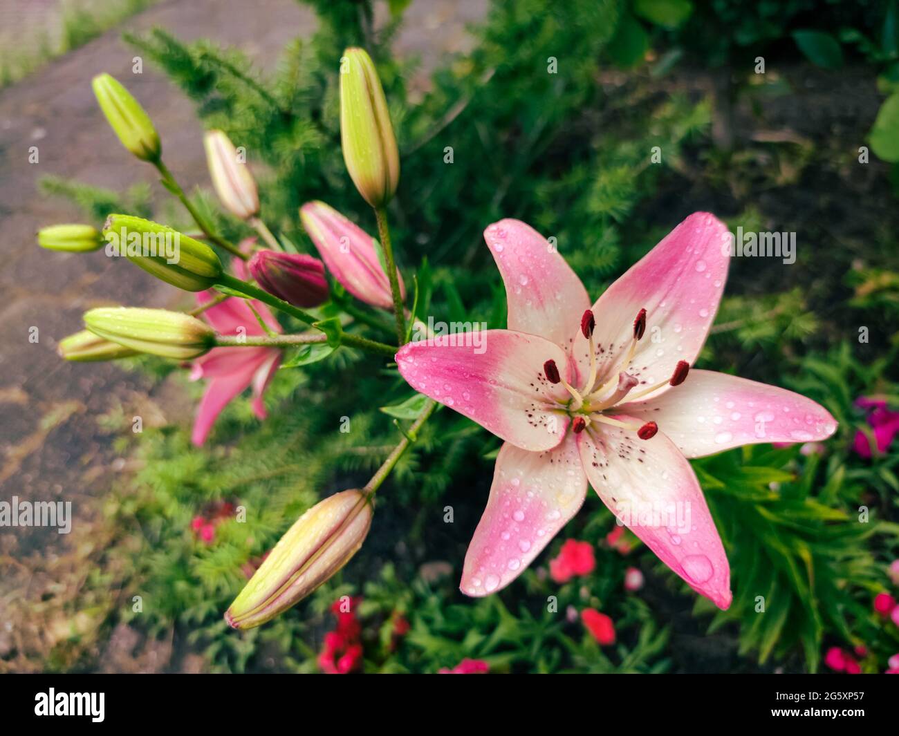 Latin Lily Flowers How To Plant And Grow Toad Lily