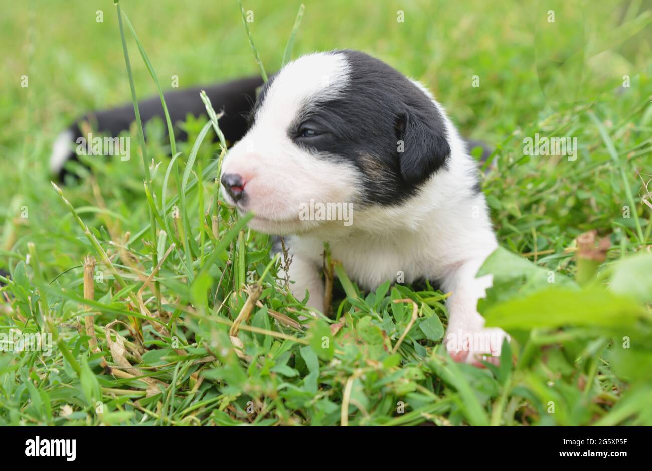 2 week old puppies cuddle in the straw and in the meadow and discover ...