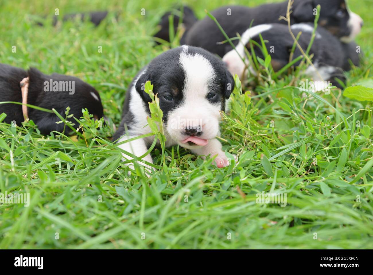 2 week old puppies cuddle in the straw and in the meadow and discover ...