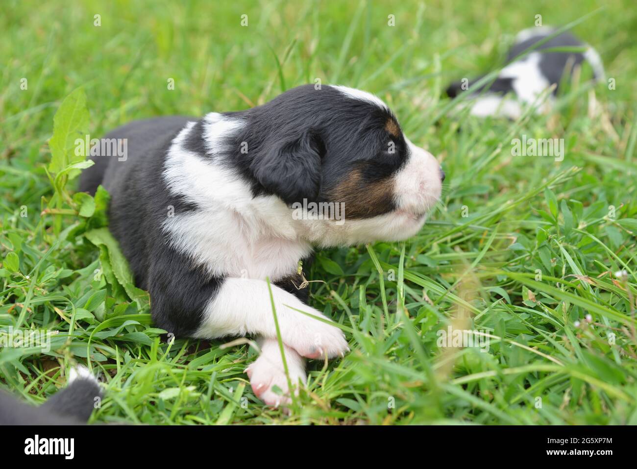 2 week old puppies cuddle in the straw and in the meadow and discover ...