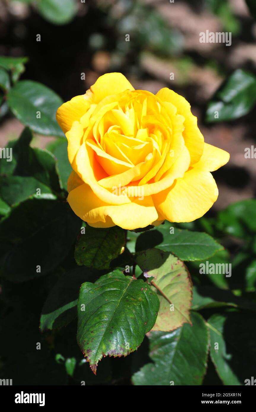 Forse flower hi-res stock photography and images - Alamy