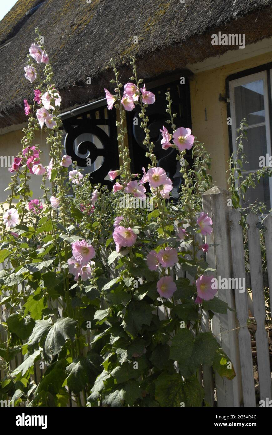 Dragor/Copenhagen/Denmark/ 20 August 2015 Dragoer four century old ...