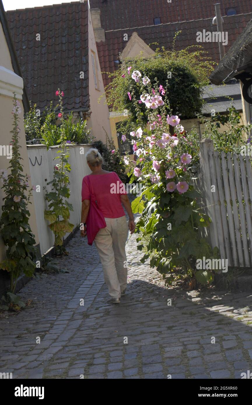 Dragor/Copenhagen/Denmark/ 20 August 2015 Dragoer four century old ...