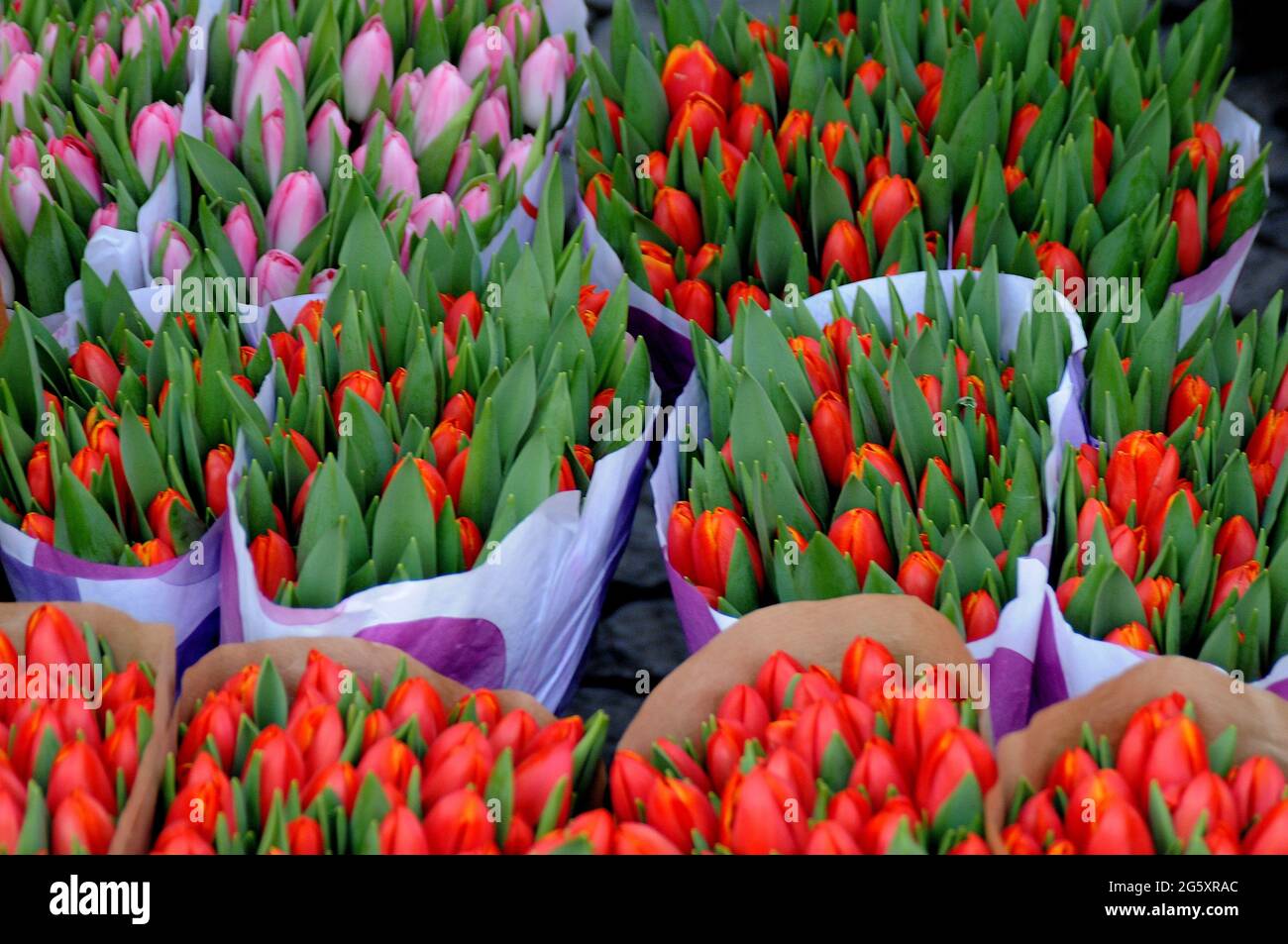 Copenhagen /Denmark./ 03.April 2019/Tulips flowers are imported from ...