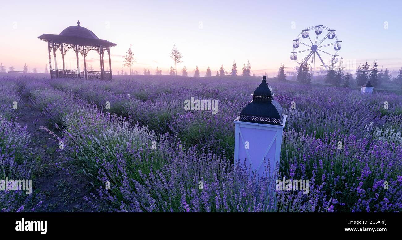 Blue lavender field, with decorative lamps and a gazebo Stock Photo - Alamy