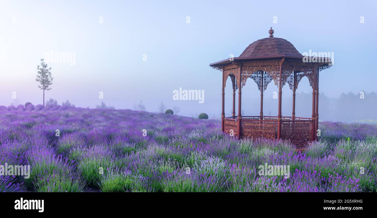 Blue lavender field, with decorative lamps and a gazebo Stock Photo - Alamy