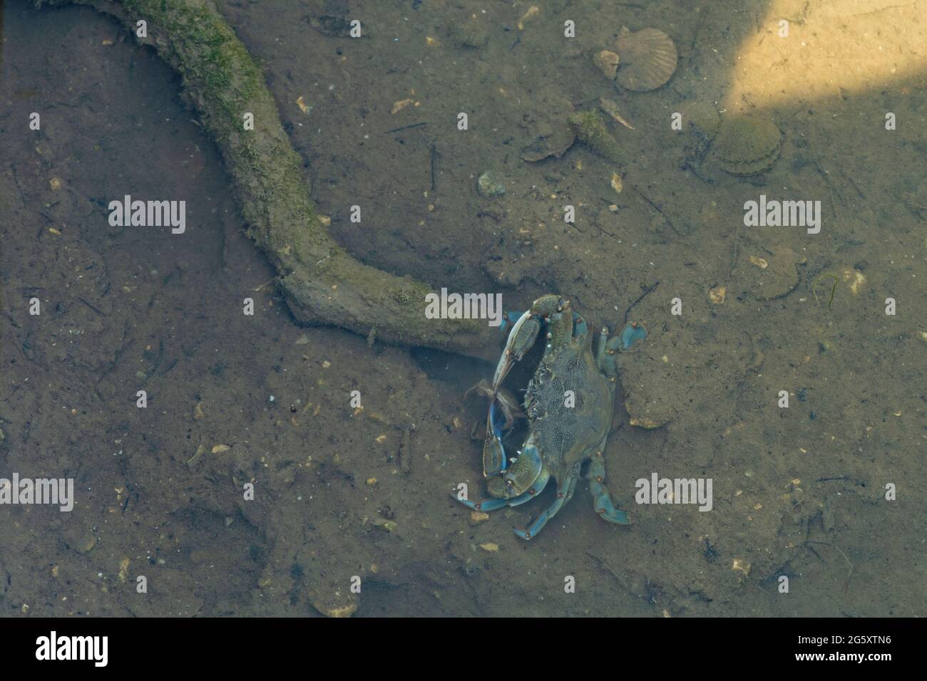 big blue crab kills and eats a smaller crab Stock Photo - Alamy